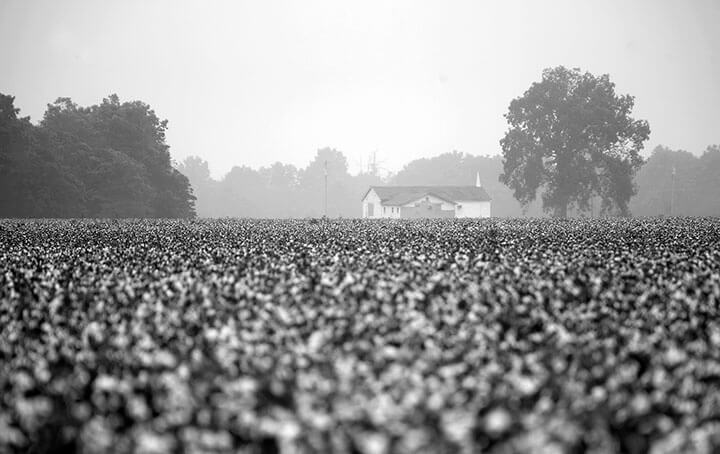 Mississippi Cotton Plantations