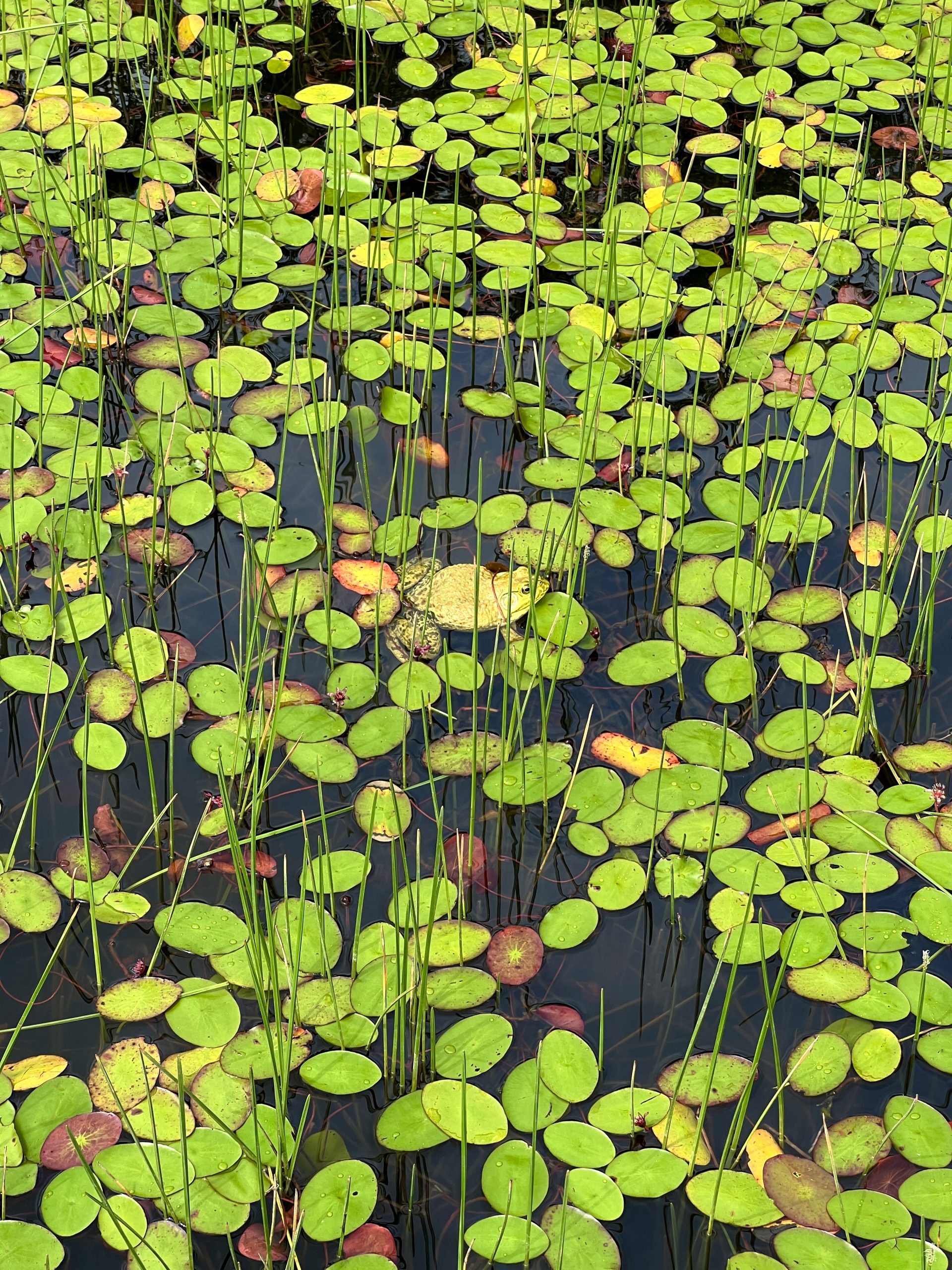 Bayou Blues: Ecopoetics of the Gulf Coast – Scalawag